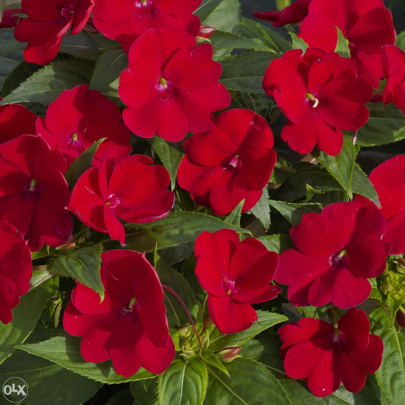 Vodenika, nedirak ili sultanov cvijet ~50+ sjemenki - Sjemena - OLX.ba