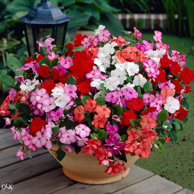 Vodenika, nedirak ili sultanov cvijet ~50+ sjemenki - Sjemena - OLX.ba