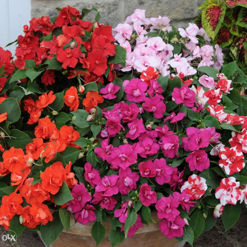 Vodenika, nedirak ili sultanov cvijet ~50+ sjemenki - Sjemena - OLX.ba