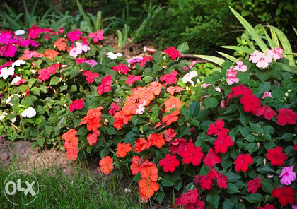 Vodenika, nedirak ili sultanov cvijet ~50+ sjemenki - Sjemena - OLX.ba