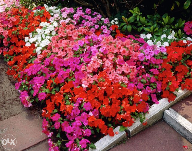 Vodenika, nedirak ili sultanov cvijet ~50+ sjemenki - Sjemena - OLX.ba