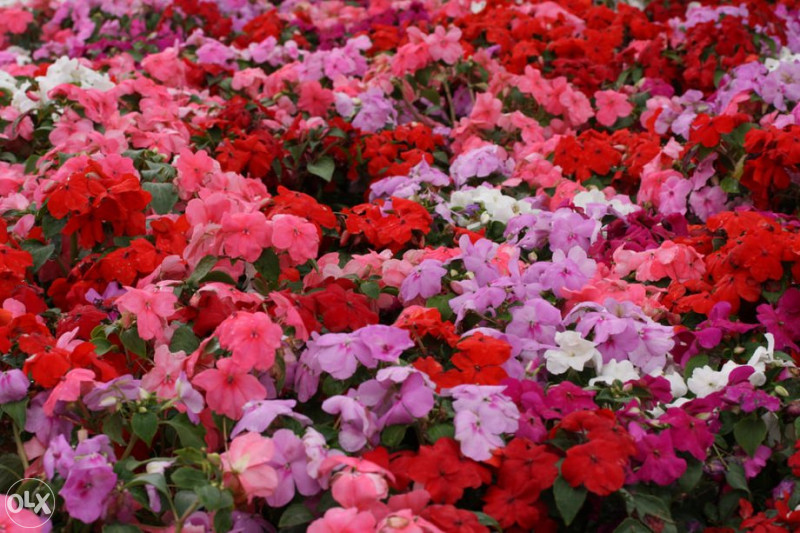 Vodenika, nedirak ili sultanov cvijet ~50+ sjemenki - Sjemena - OLX.ba