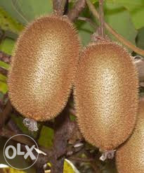 Kiwi Bruno - Sadnice - OLX.ba