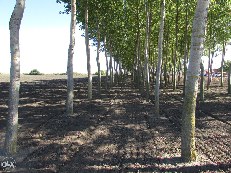 Kanadska topola - hibridne sadnice - rasadnik Agroplan - Sadnice - OLX.ba