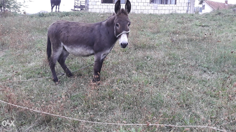 Magarac magare tovarno AKCIJA - Magarci - OLX.ba