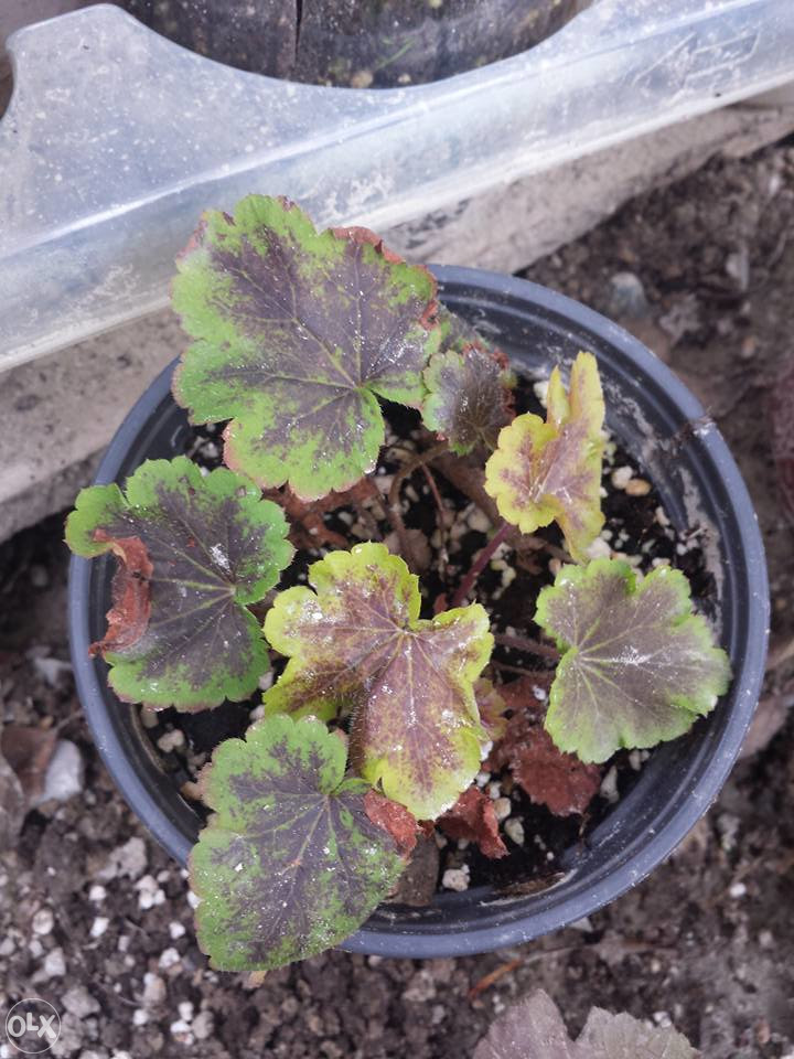 heucere i hucarele, hojhere - Sadnice - OLX.ba