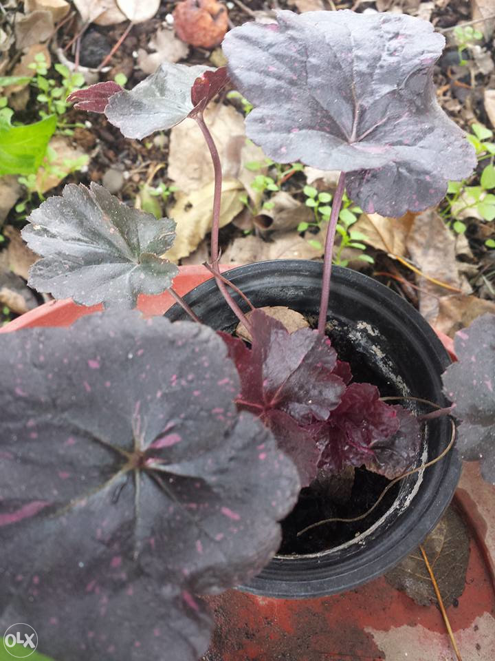 heucere i hucarele, hojhere - Sadnice - OLX.ba