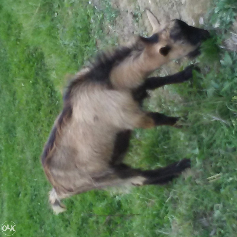 JARE MUSKO ALPSKO - Koze - OLX.ba