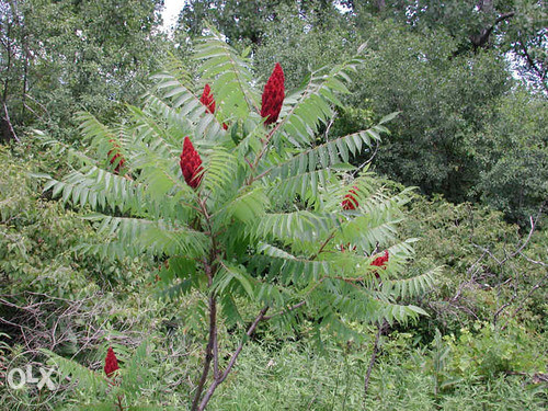 SADNICE Kiseli Ruj (Rhus Typhina) - Sadnice - OLX.ba