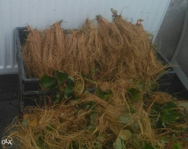 Frigo sadnice jagode Eko(Čelić) - Sadnice - OLX.ba