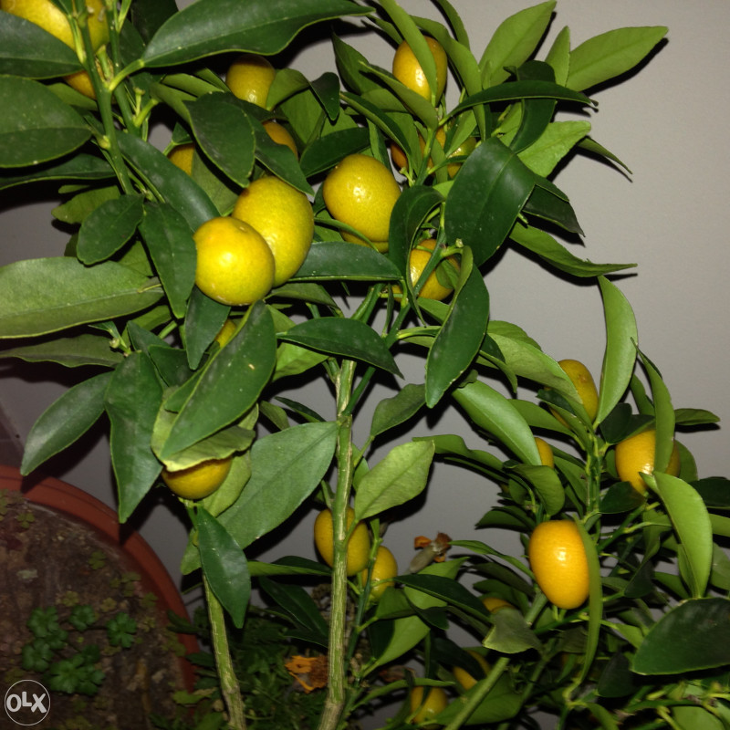 Limun sadnice - Sadnice - OLX.ba