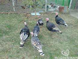 1 par curan i curka - Životinje - Ćurke - Novo Sarajevo - OLX.ba