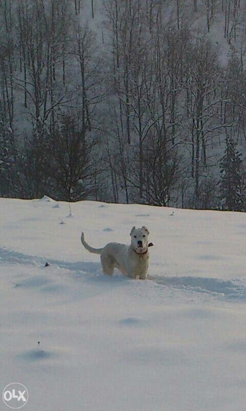 Poklanjam Dogo argentino - Psi za parenje - OLX.ba