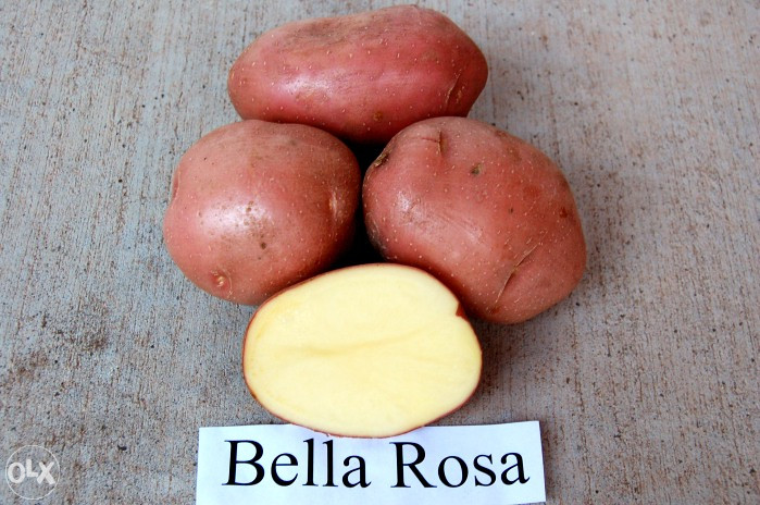 Sjemenski krompir (Arizona,Desire,Jaerla,Adora itd) - Sjemena - OLX.ba