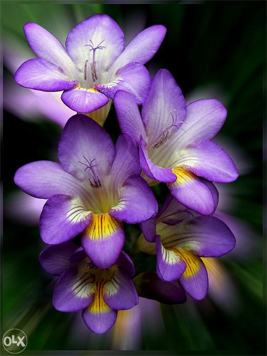 Frezija, Frezije (Freesia refracta) - Biljke i cvijeće - OLX.ba