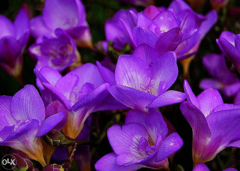 Frezija, Frezije (Freesia refracta) - Biljke i cvijeće - OLX.ba