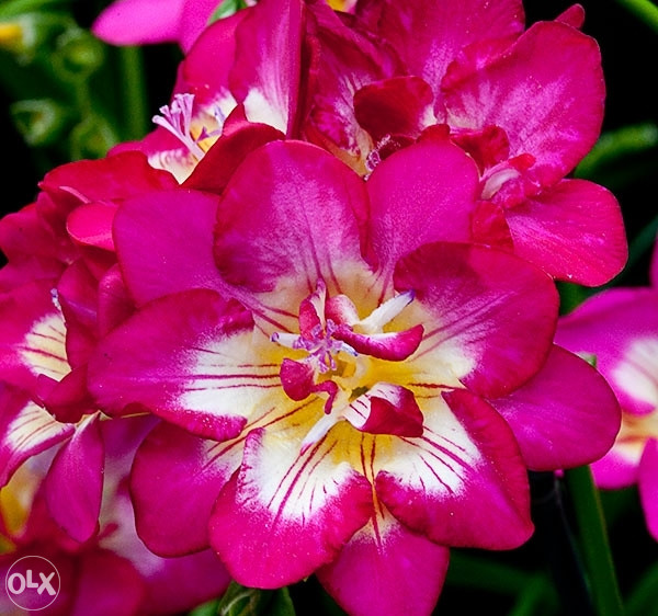 Frezija, Frezije (Freesia refracta) - Biljke i cvijeće - OLX.ba