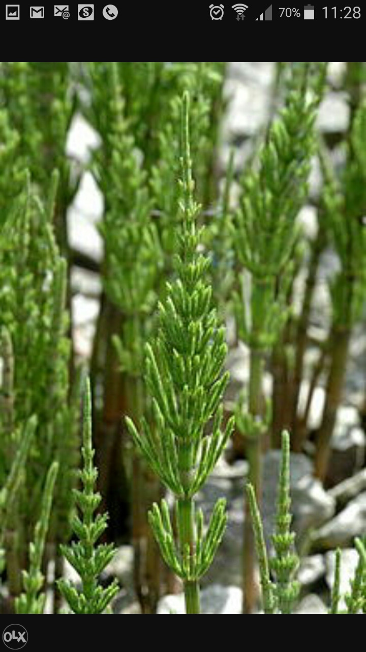 Preslica ili prela livadska - Biljke i cvijeće - OLX.ba