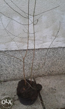 Drenjak dren sadnice,5 km! - Sadnice - OLX.ba