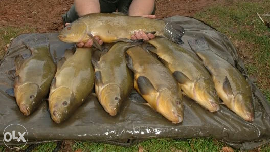 Linjak ribe poribljavanje ziva riba ribolov mladj - Ribe i morska hrana ...