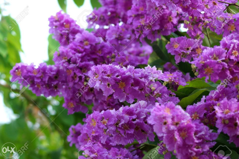 Indijski jorgovan (lagerstroemia indica) sadnice - Sadnice - OLX.ba