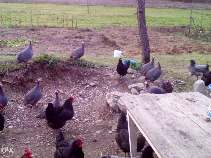 Jaja od morki morkina jaja biserke morka biserka tote - Jaja - OLX.ba