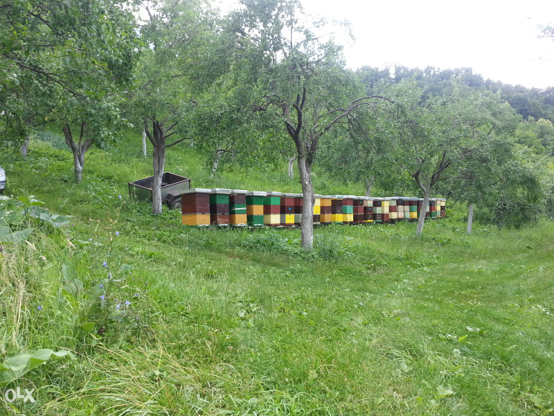 Prodajem matice, rojeve, domaći med i propolis. - Med i proizvodi od ...