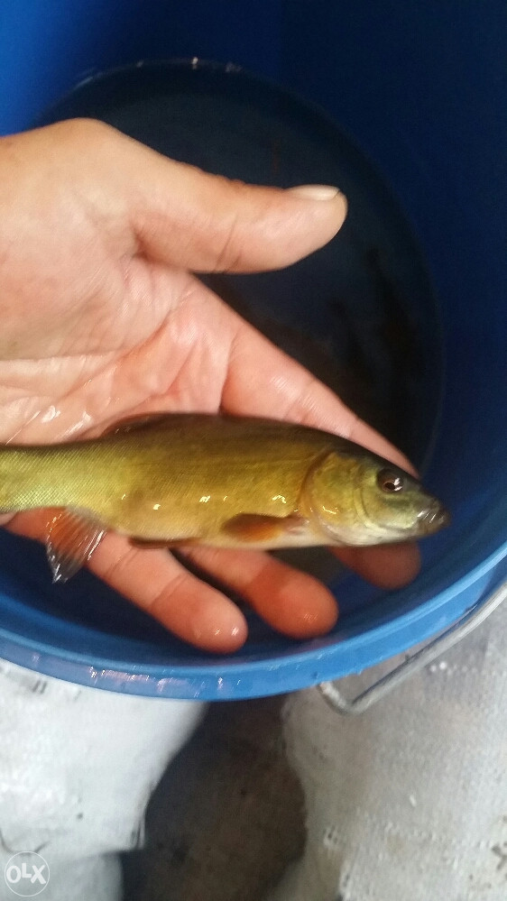 Linjak ribe poribljavanje ziva riba ribolov mladj - Ribe i morska hrana ...