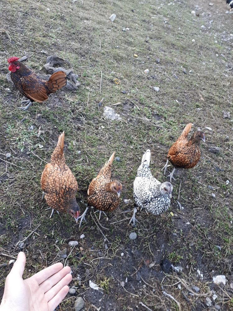 Selbriht ukrasne kokoske,koke - Kokoške - OLX.ba