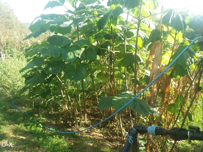 Sadnica paulovnija proizved IN VITRO i kanadske topole - Sadnice - OLX.ba