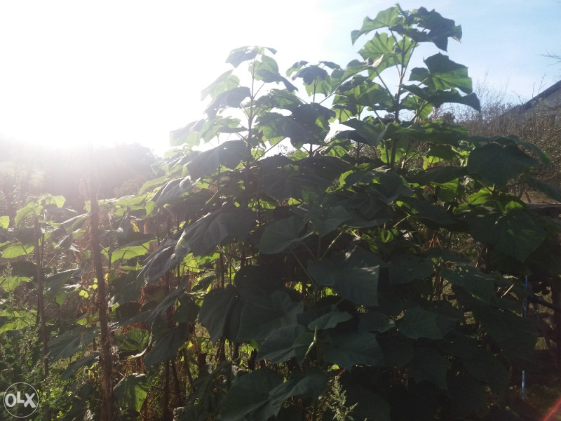 Sadnica paulovnija proizved IN VITRO i kanadske topole - Sadnice - OLX.ba