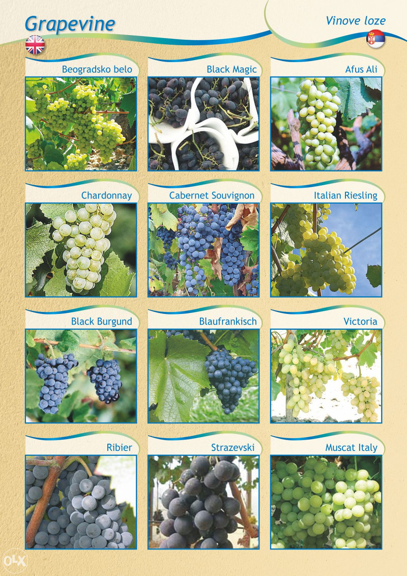 SADNICA VINOVE LOZE ,VINOVA LOZA SADNICE GROŽĐE2022 - Sadnice - OLX.ba