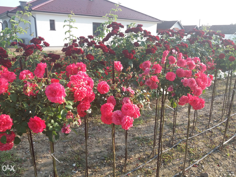 Ruze stablasice ruze na stapu - Sadnice - OLX.ba