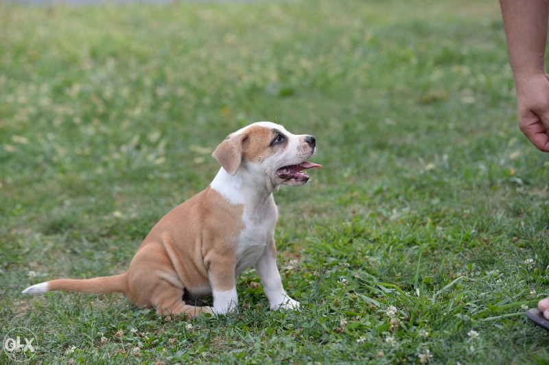 Americki staford terijer musko stene - Psi i Štenad - OLX.ba