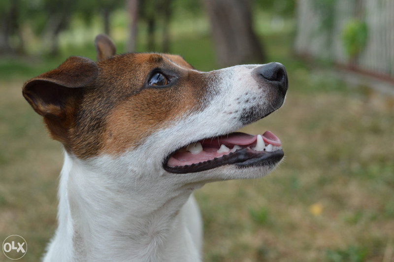 Dzek Rasel, Jack Russell, PARENJE - Psi za parenje - OLX.ba