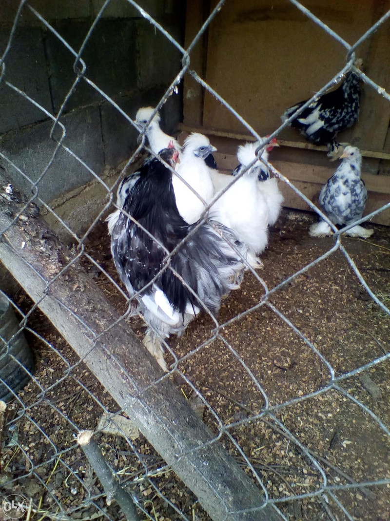 ukrasne koke kokinkine, đuđe - Kokoške - OLX.ba