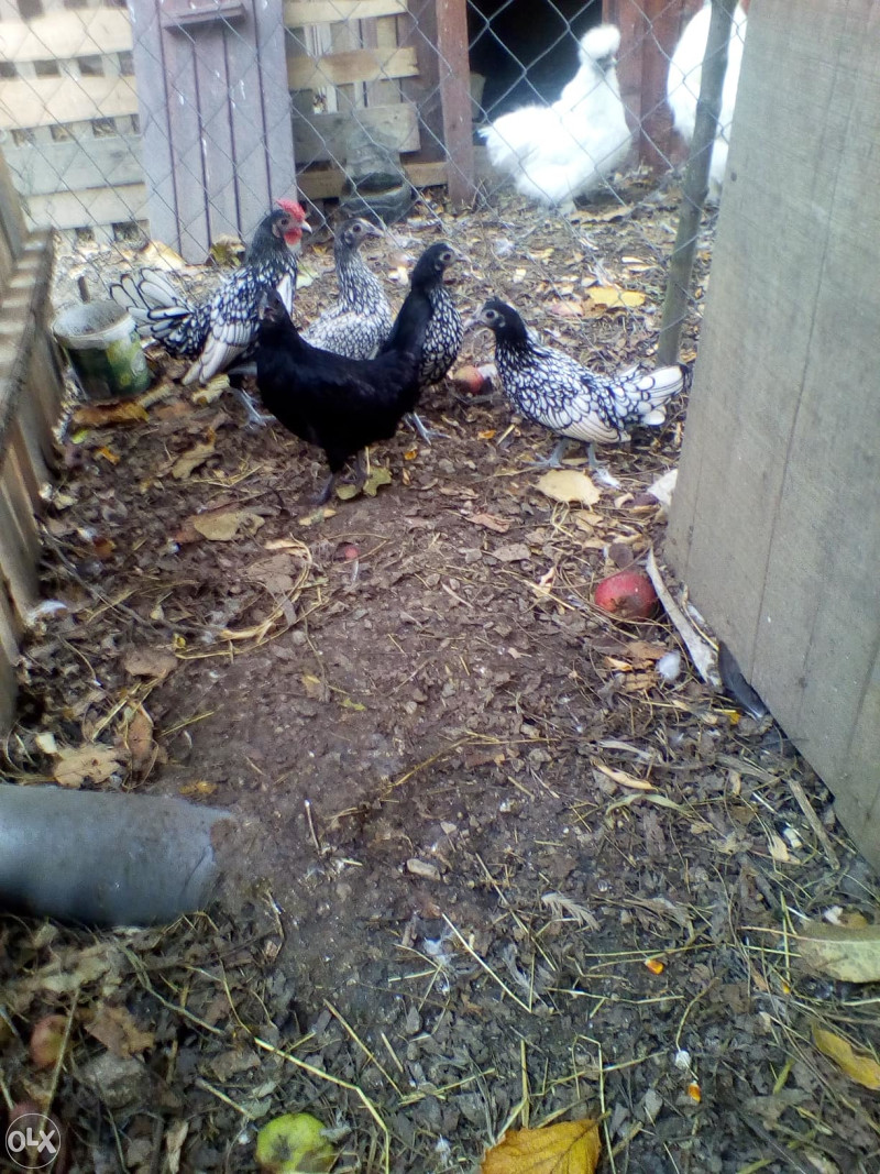 ukrasne koke kokinkine, đuđe - Kokoške - OLX.ba