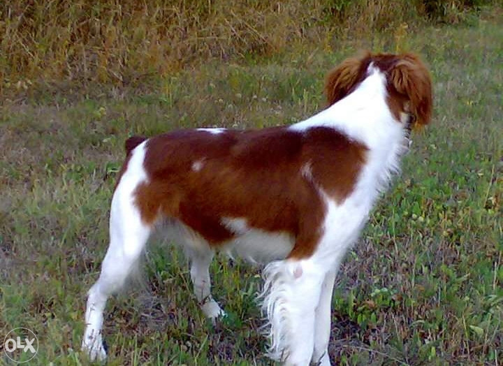 LOVAČKI PAS BRETONAC - Psi i Štenad - OLX.ba