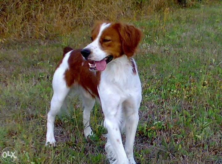 LOVAČKI PAS BRETONAC - Psi i Štenad - OLX.ba
