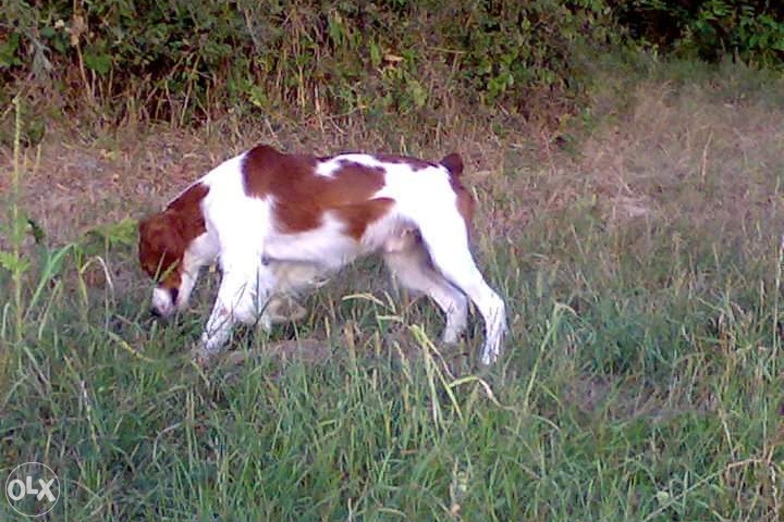 LOVAČKI PAS BRETONAC - Psi i Štenad - OLX.ba