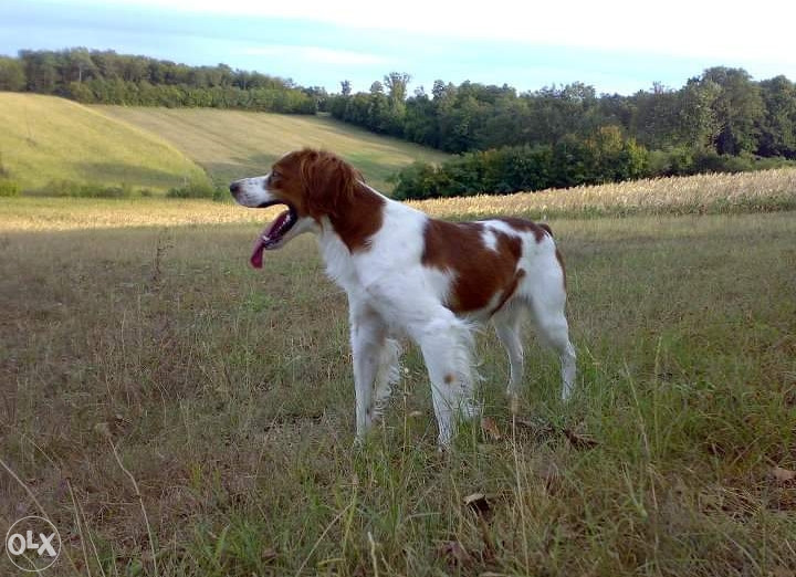 LOVAČKI PAS BRETONAC - Psi i Štenad - OLX.ba